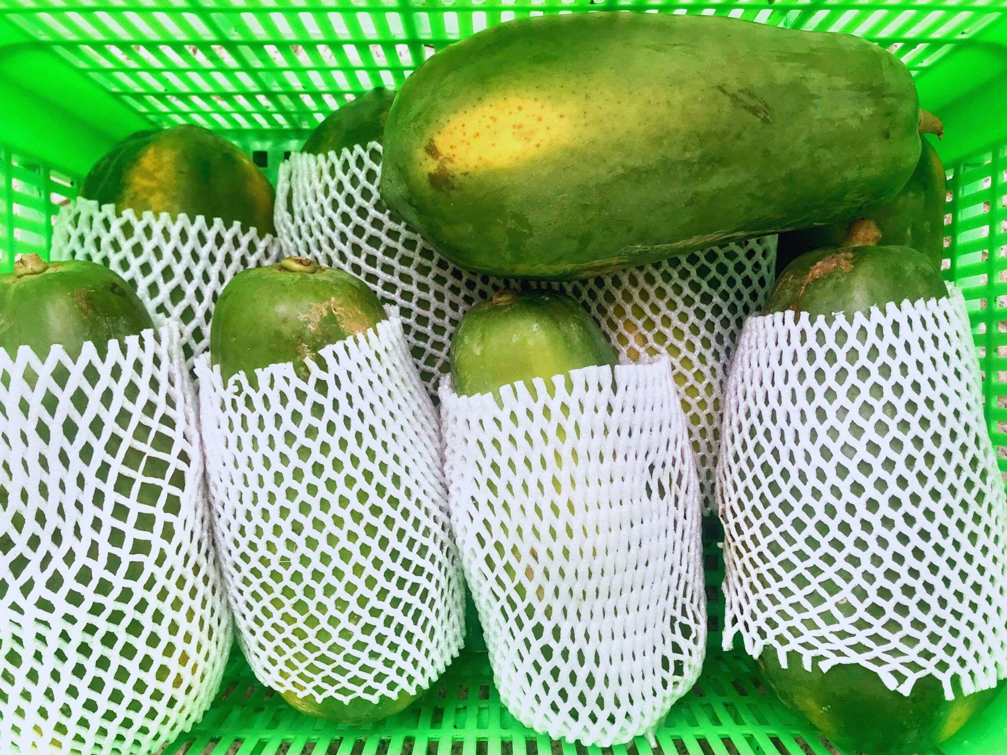 Dried Papaya - Cheer Farm